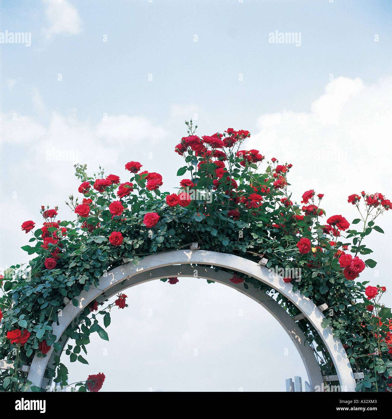 Rambling roses architecture hi-res stock photography and images - Alamy