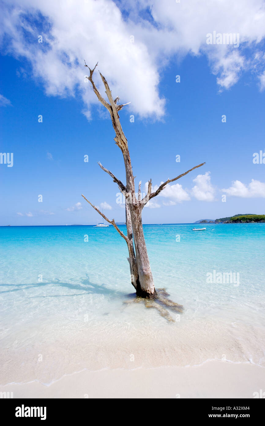 Dead tree on beach on the island of St John in the Virgin Islands ...