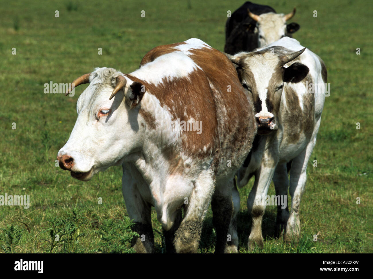 Mixed animals hi-res stock photography and images - Alamy
