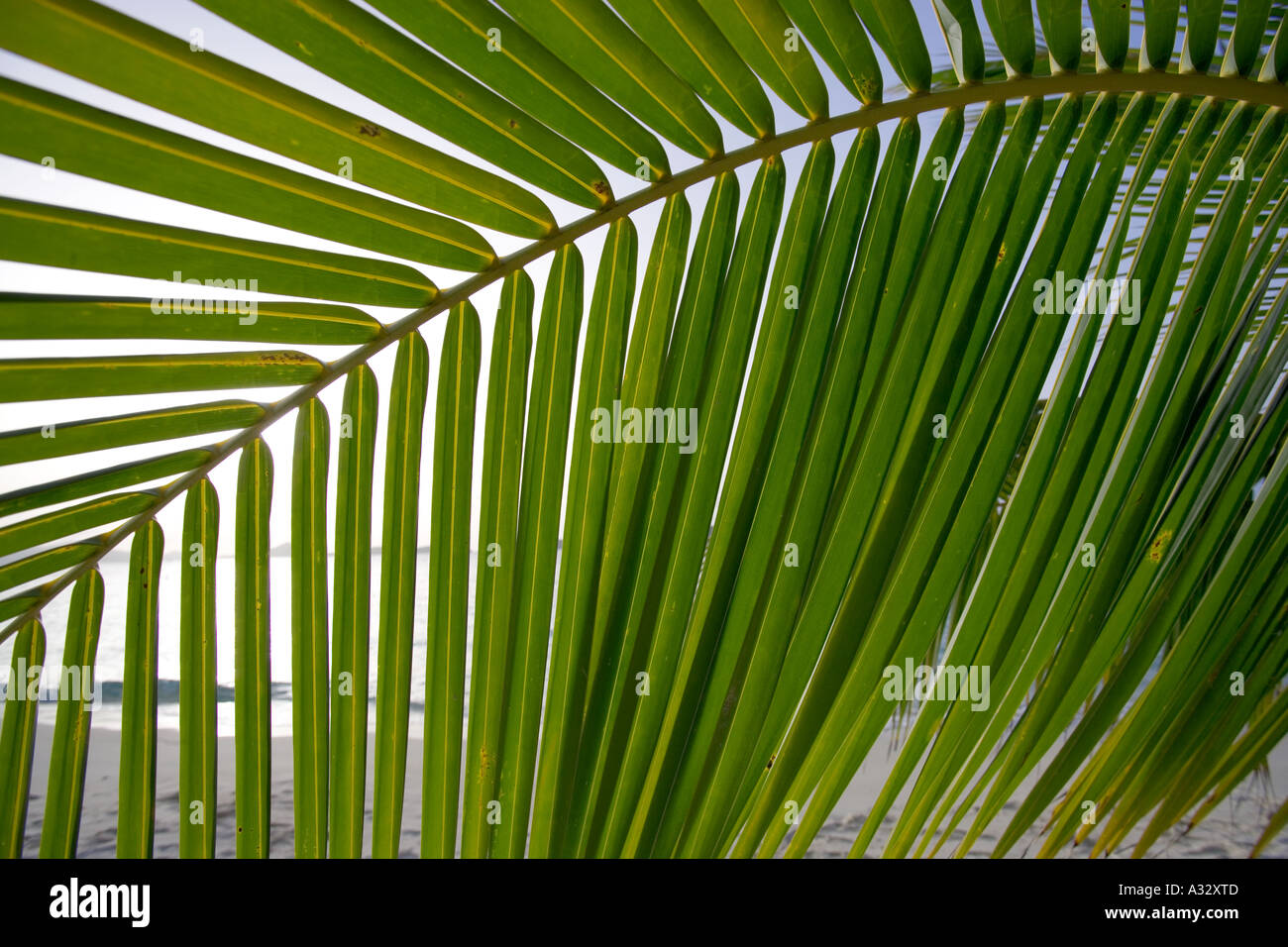 Detail abstract of palm frond on palm tree on beach in the Virgin ...