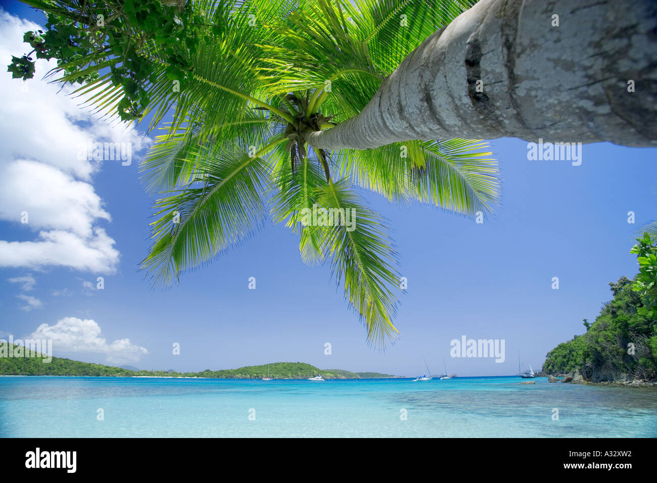Palm tree on beach on the island of st john in the united states virgin ...