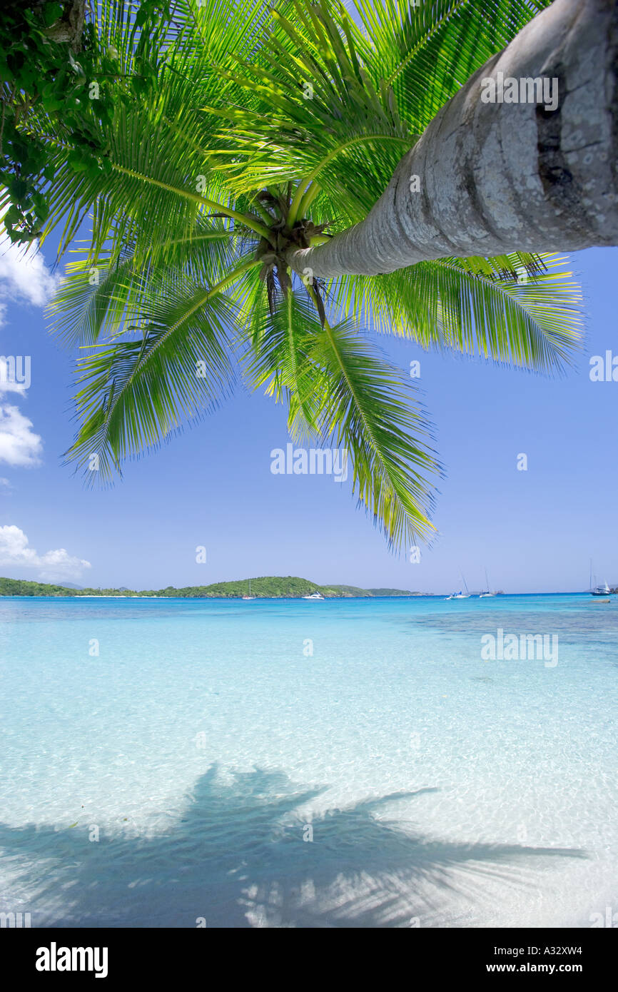 Palm tree on beach on the island of st john in the united states virgin ...