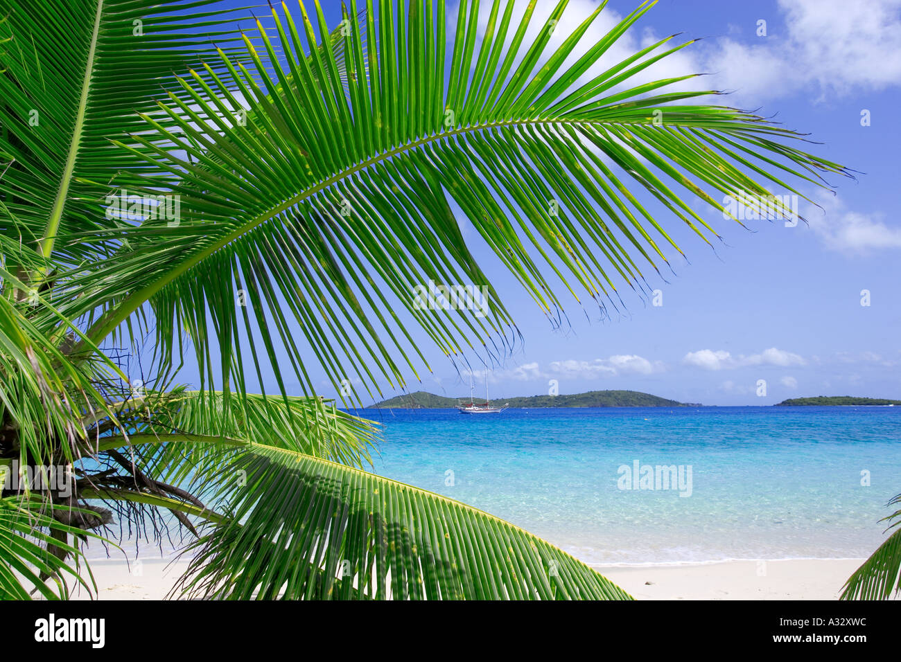 Palm tree on beach on the island of st john in the united states virgin ...