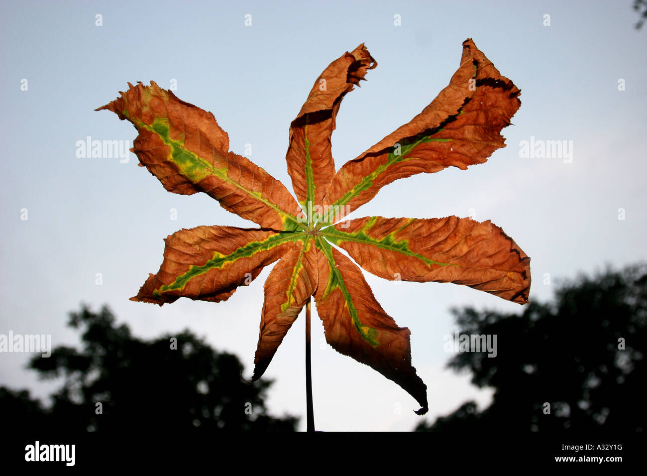 Fall leaf Dumbarton park Georgetown Washington DC Stock Photo - Alamy