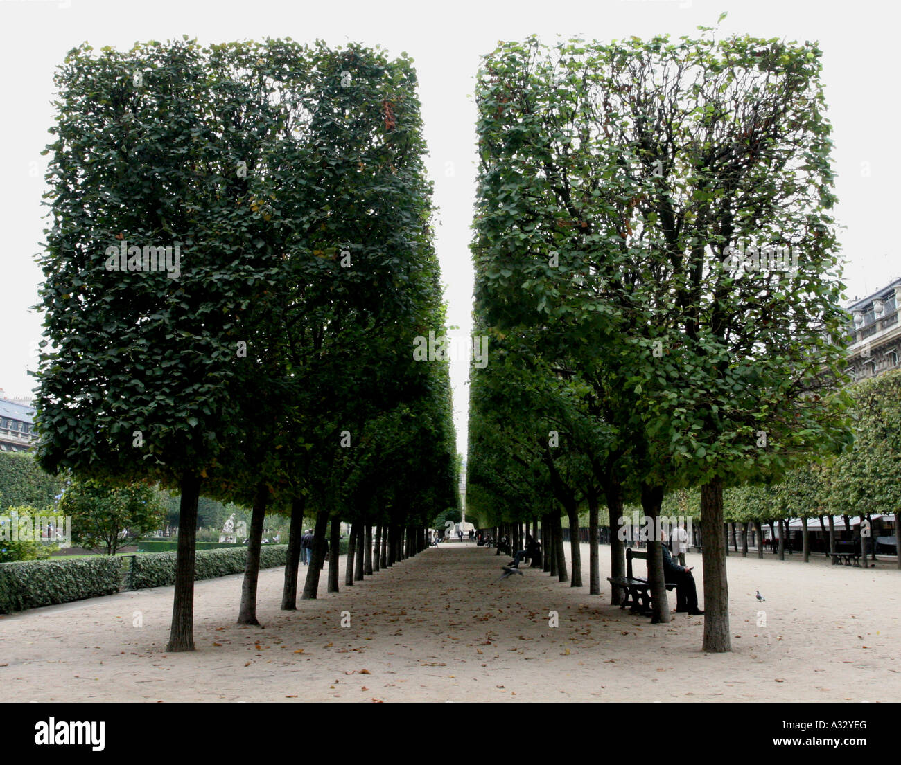 Alley of Trees, Palais Royal Gardens, Paris, France Stock Photo - Alamy