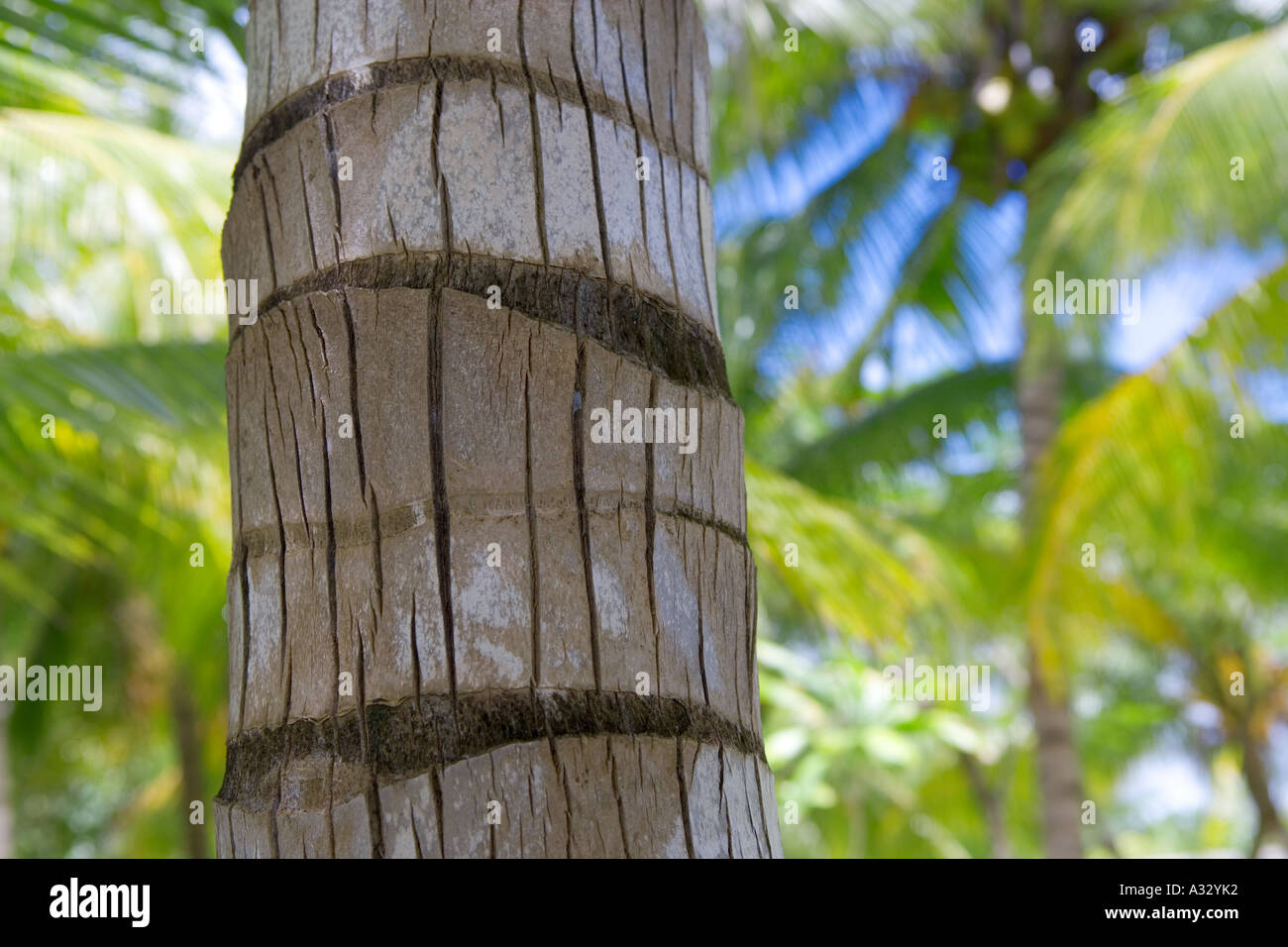 Palm tree in tropical environment near Cancun, Mexico, Caribbean Stock ...