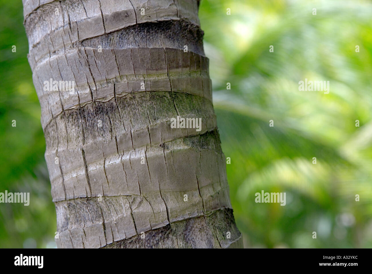 Palm tree in tropical environment near Cancun, Mexico, Caribbean Stock ...