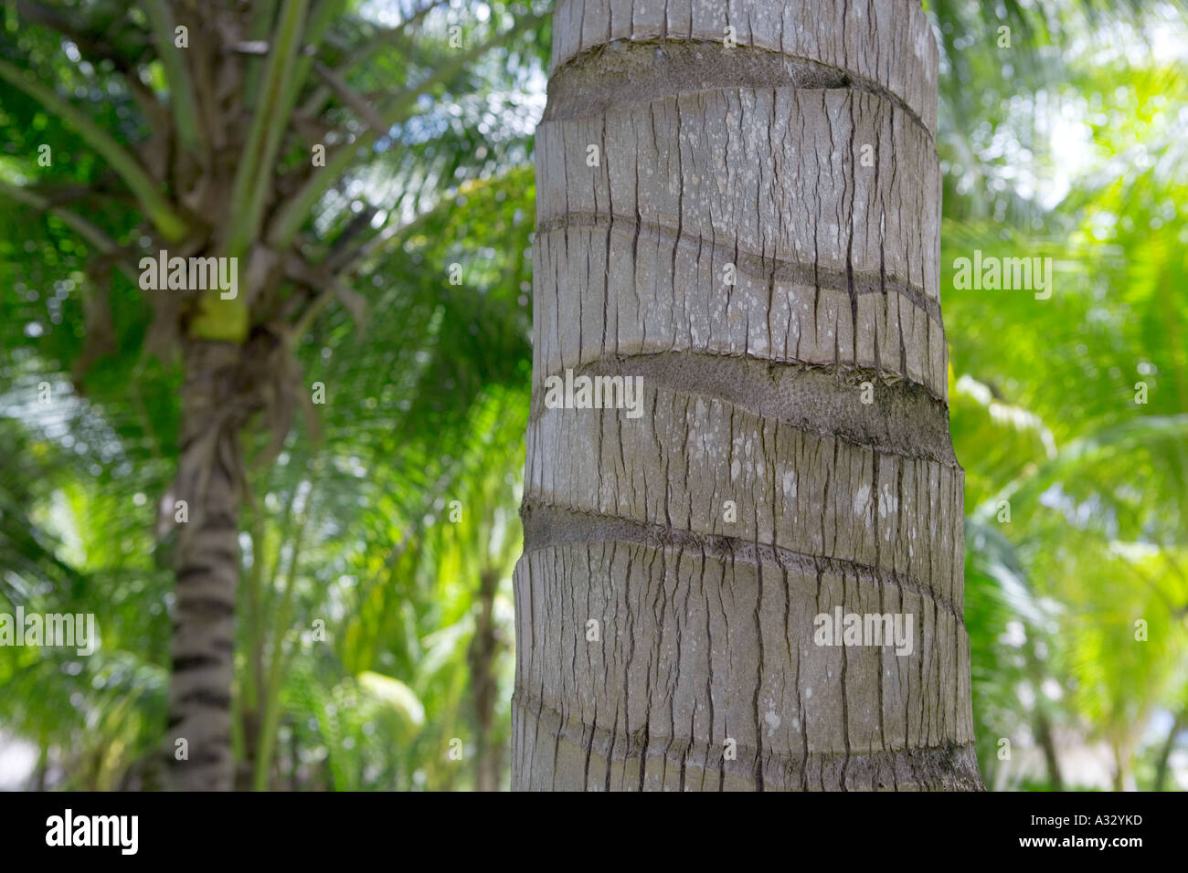 Palm tree in tropical environment near Cancun, Mexico, Caribbean Stock ...