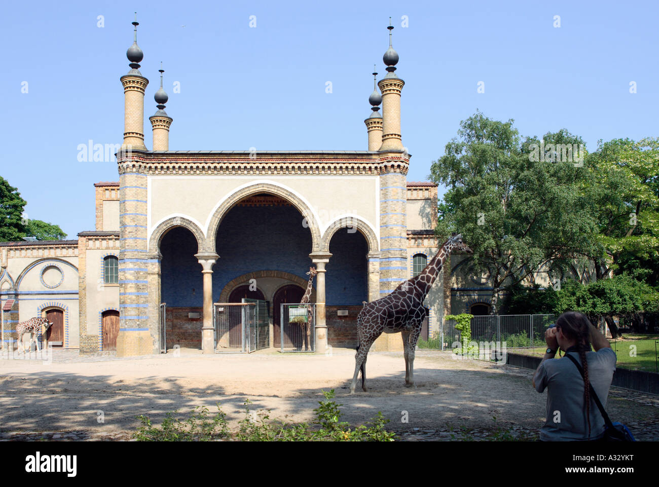 Berlin zoo giraffe hi-res stock photography and images - Alamy