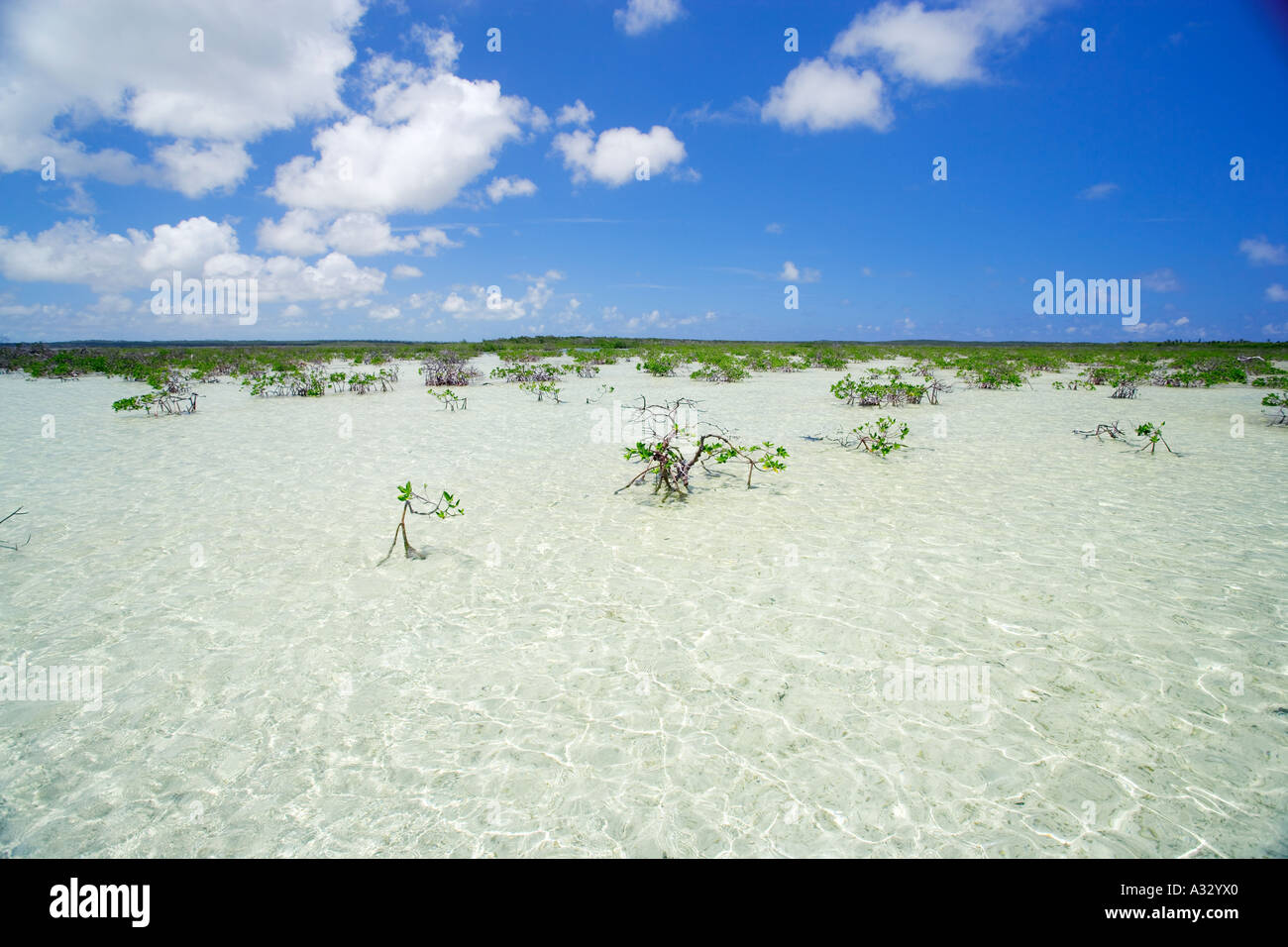 Bahamas mangrove tree hi-res stock photography and images - Alamy