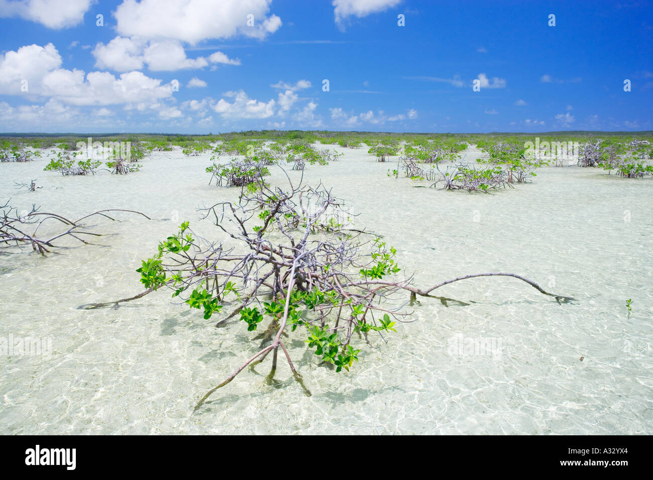 Bahamas mangrove tree hi-res stock photography and images - Alamy