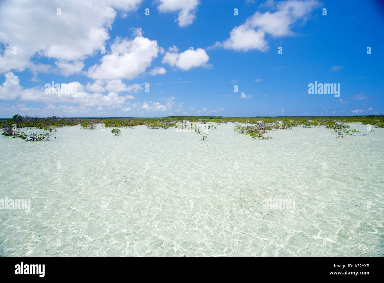 Bahamas mangrove tree hi-res stock photography and images - Alamy