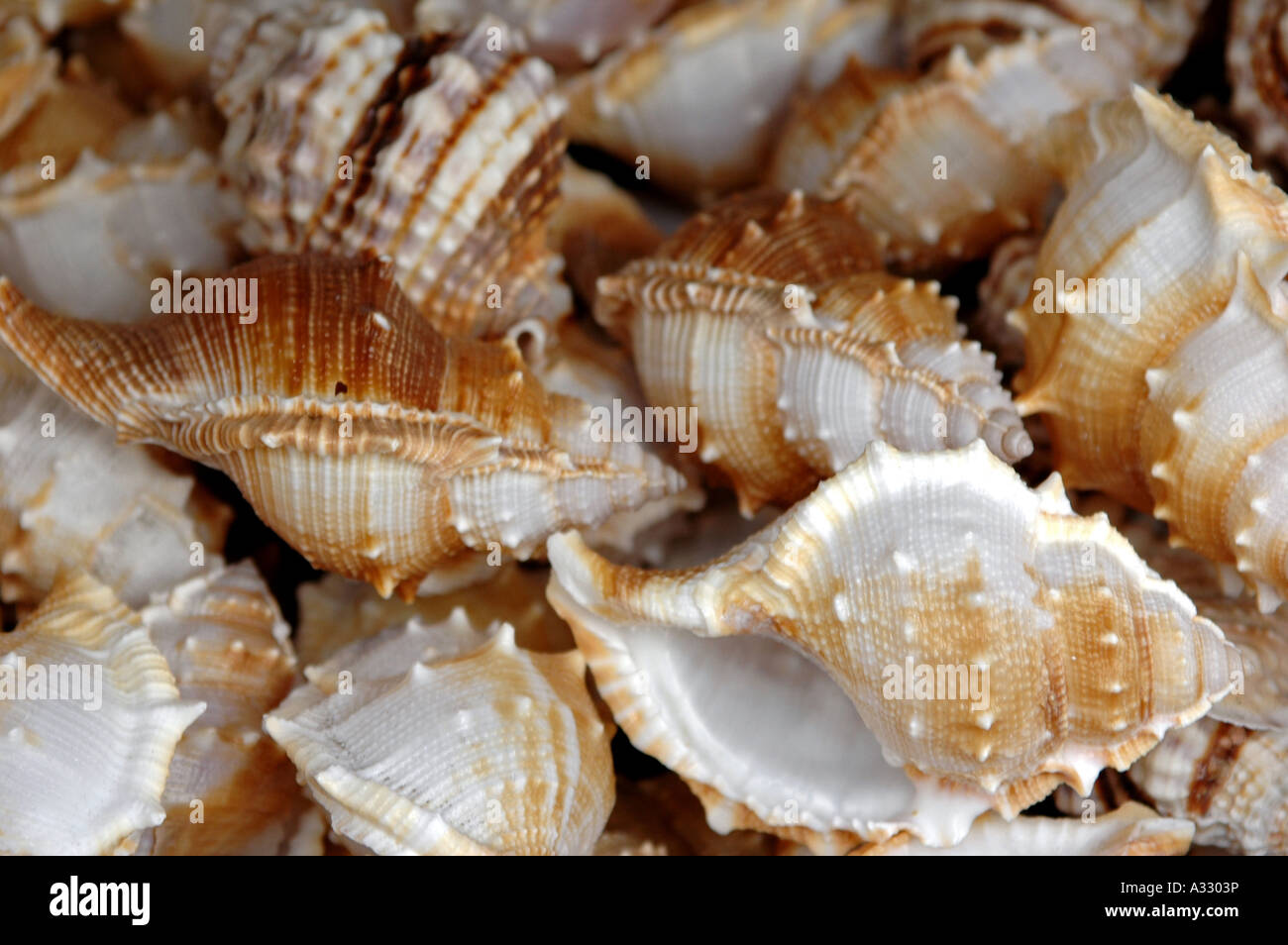 Selection of sea shells outside a shop in Alghero Sardinia Italy Stock ...