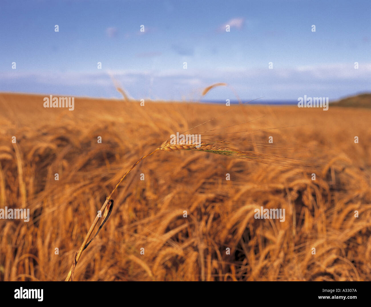 Barley field scotland whisky hi-res stock photography and images - Alamy