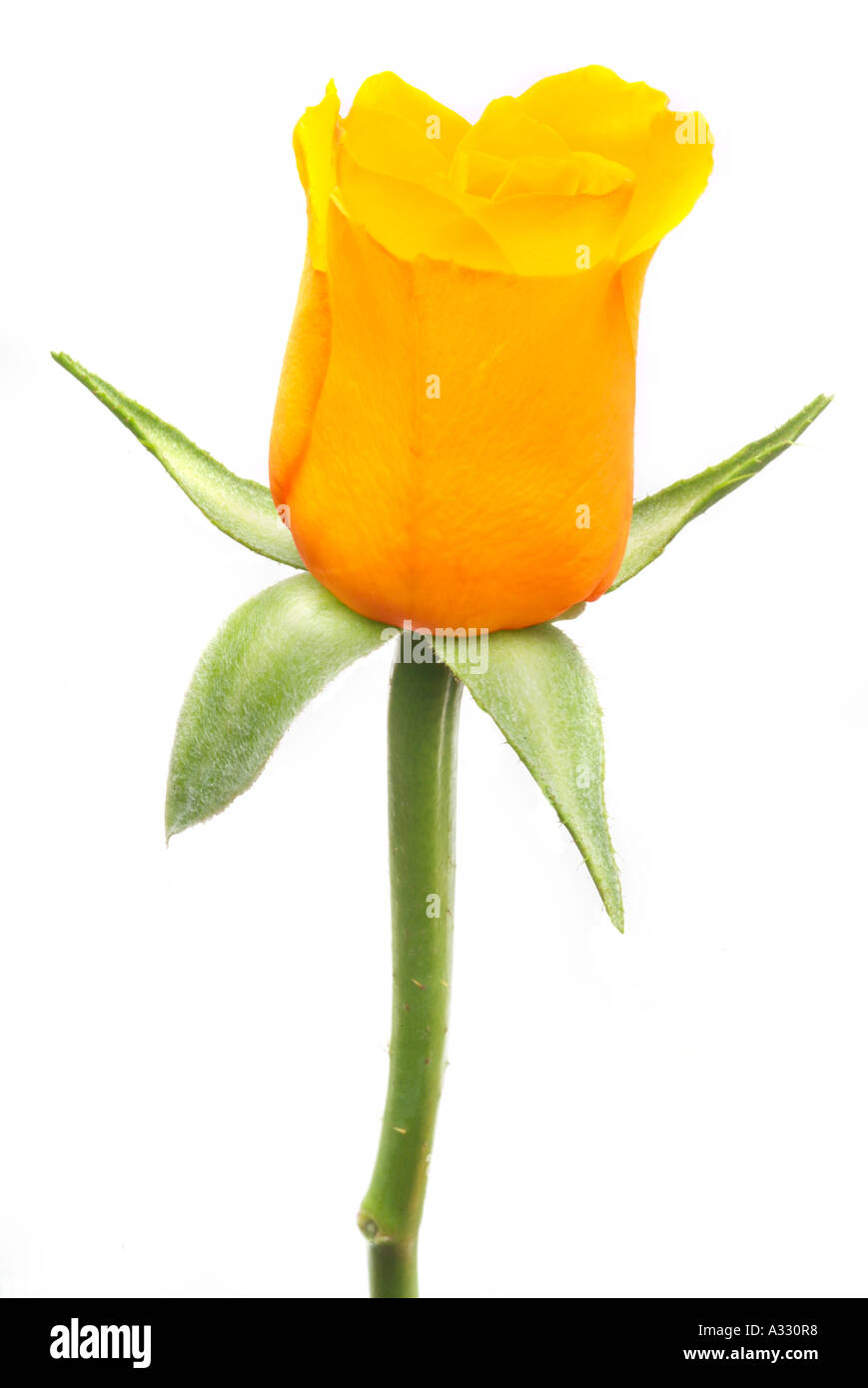 Straight stem Cut Out Stock Images & Pictures - Alamy