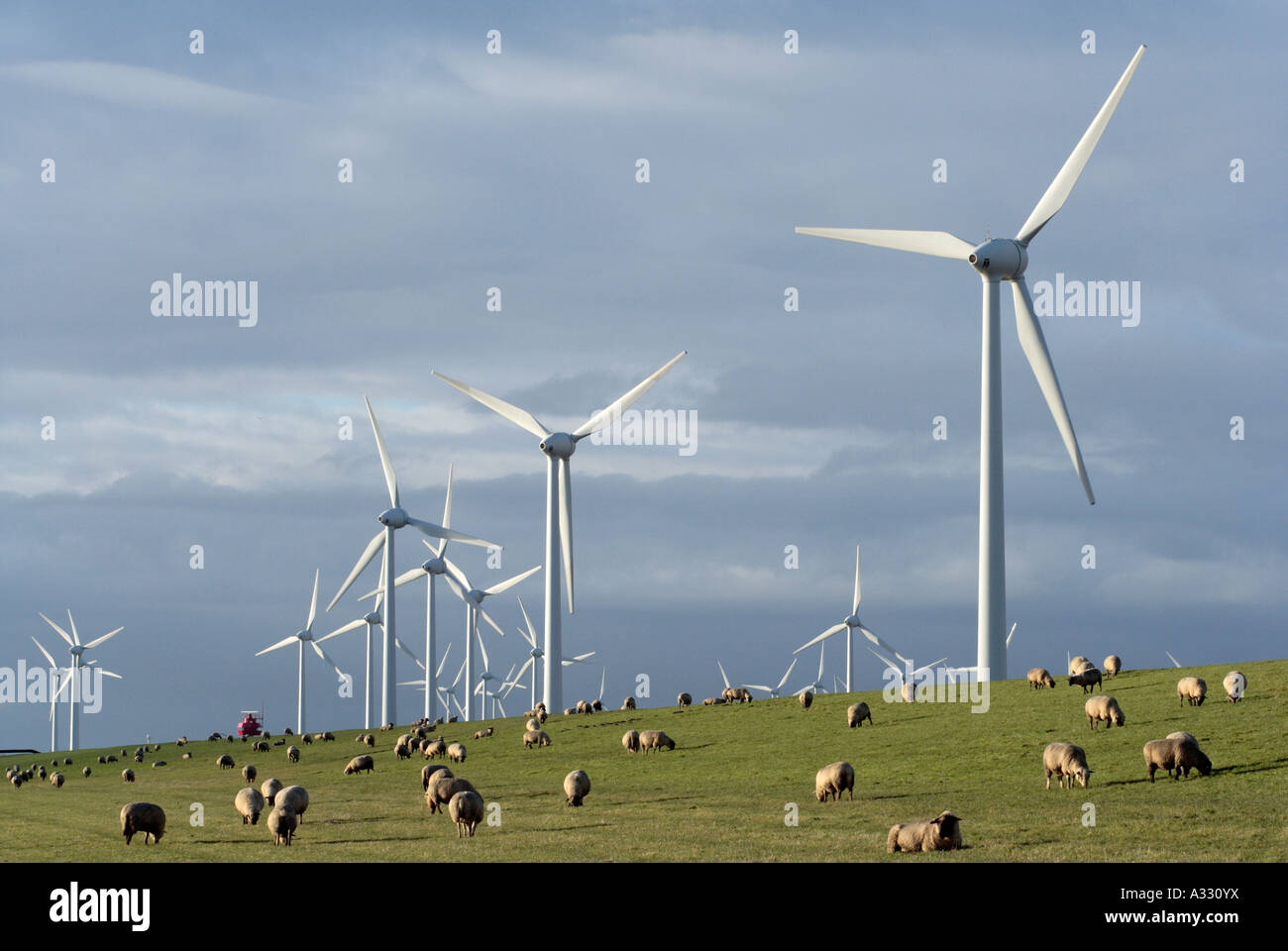 Sheep grazing farm germany hi-res stock photography and images - Alamy