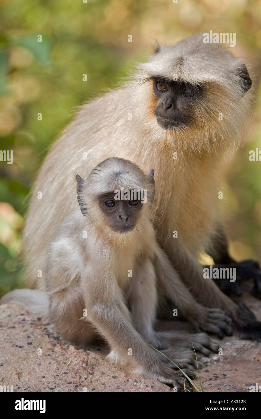 Infant Commom Langur Monkey Presbytis entellus cuddling with its mother ...