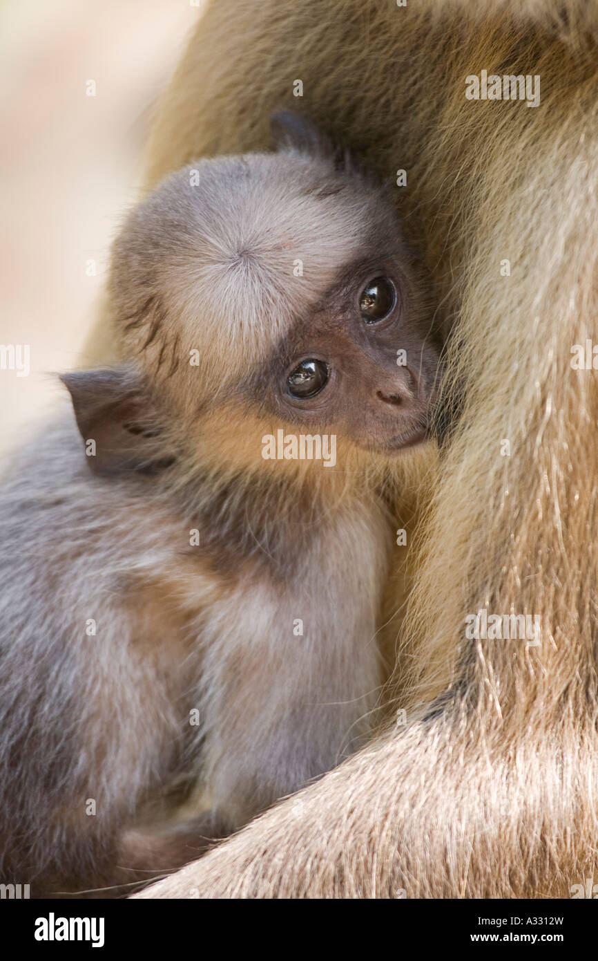 Infant Commom Langur Monkey Presbytis entellus nursing with its mother ...