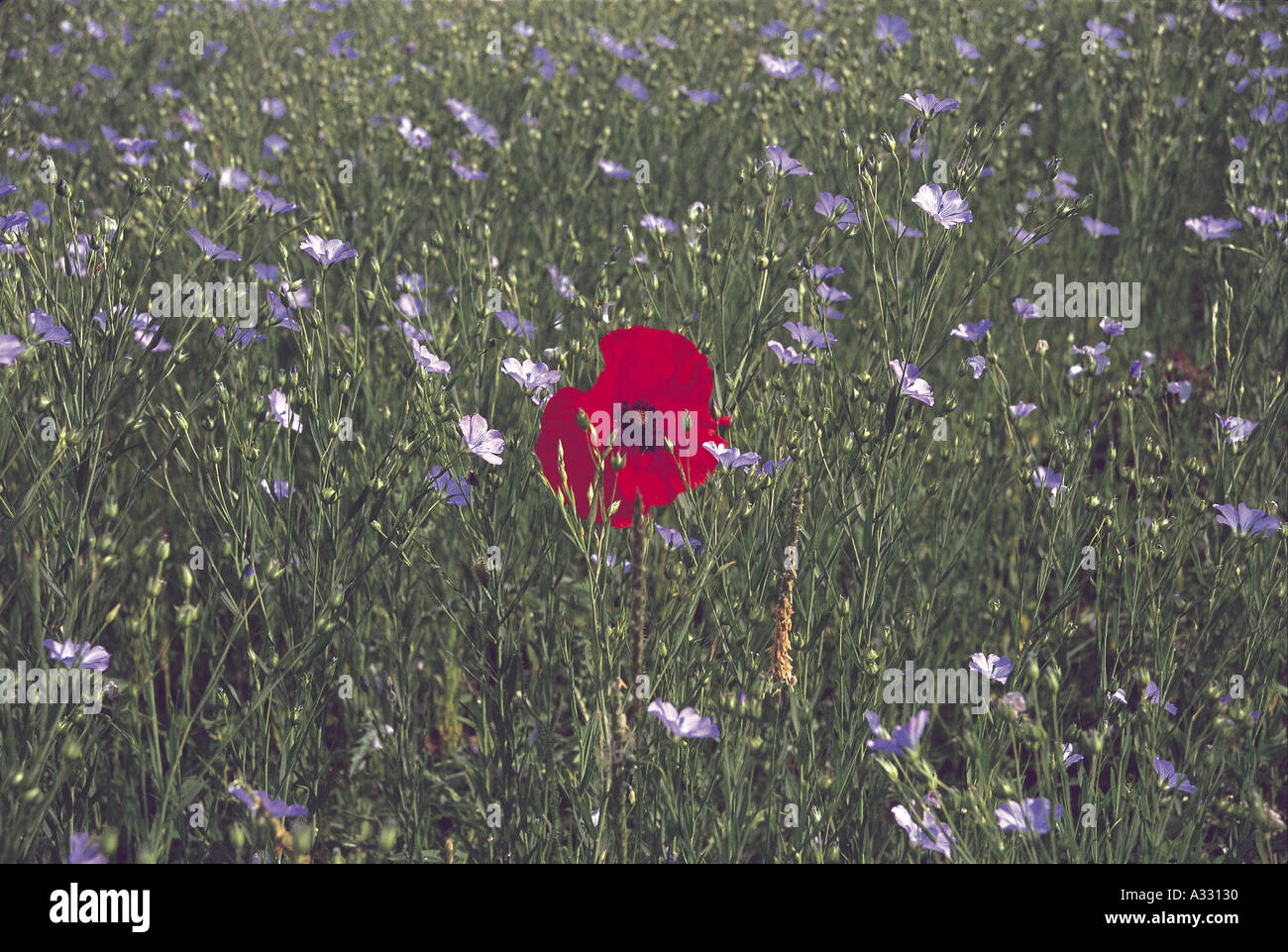 Linseed Oil Field Poppy Stock Photo - Alamy