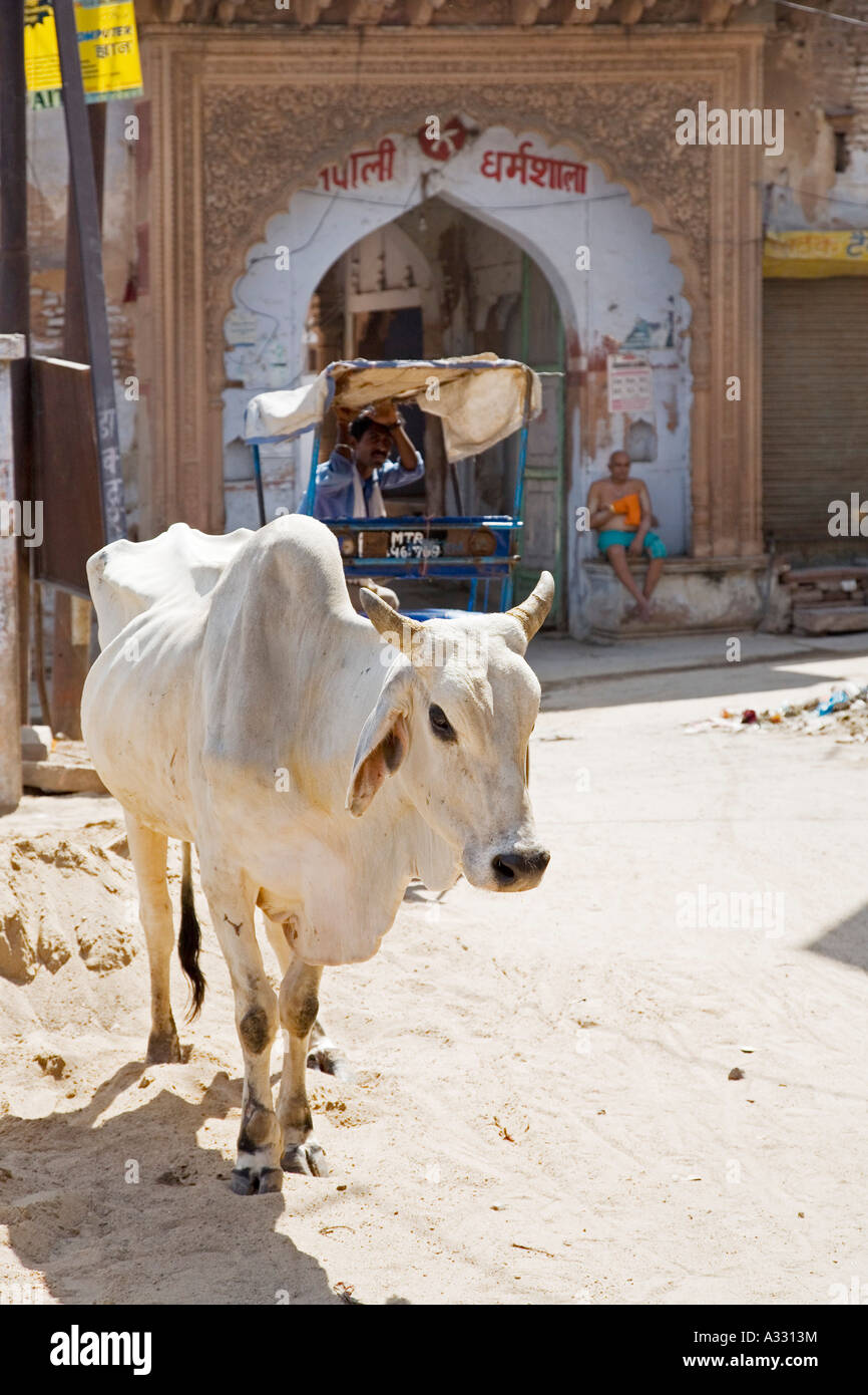 The Holy Cow in the town of Mathure India Stock Photo - Alamy