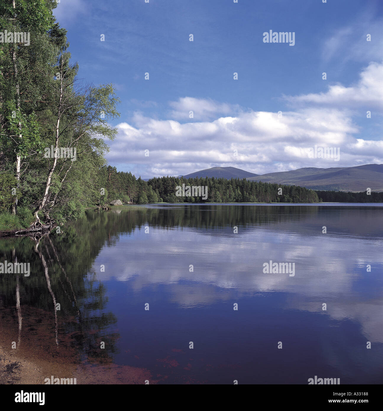 Ospreys loch garten hi-res stock photography and images - Alamy