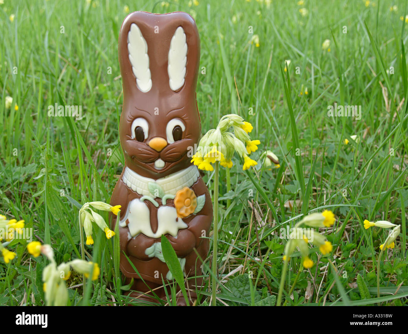 chocolate easter bunny on meadow in flowers of cowslip primrose Primula ...