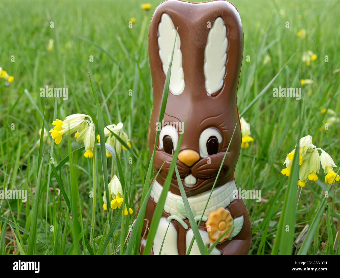 chocolate easter bunny on meadow in flowers of cowslip primrose Primula ...