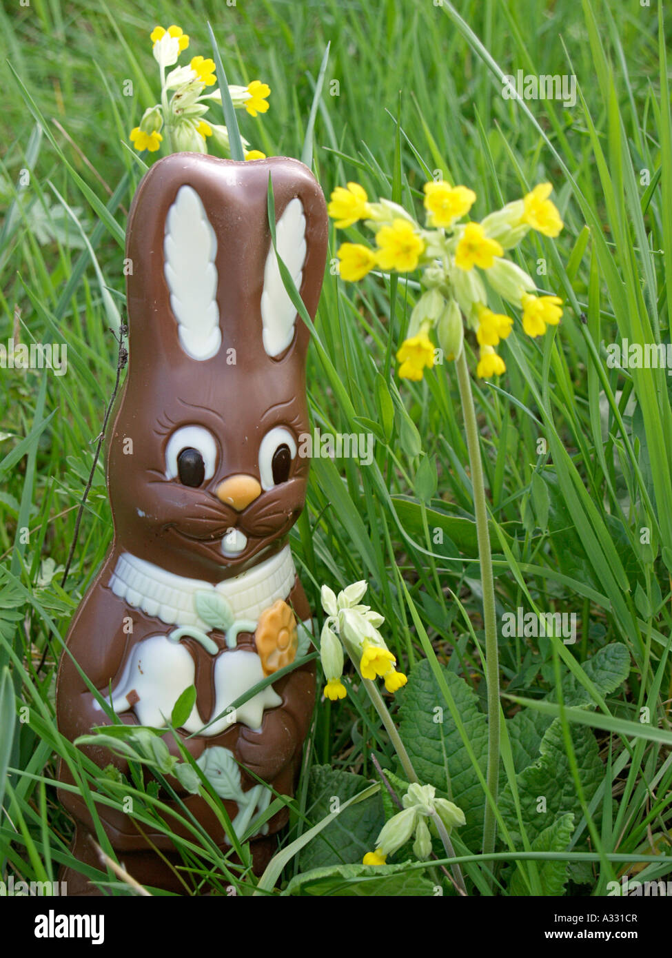 chocolate easter bunny on meadow in flowers of cowslip primrose Primula ...