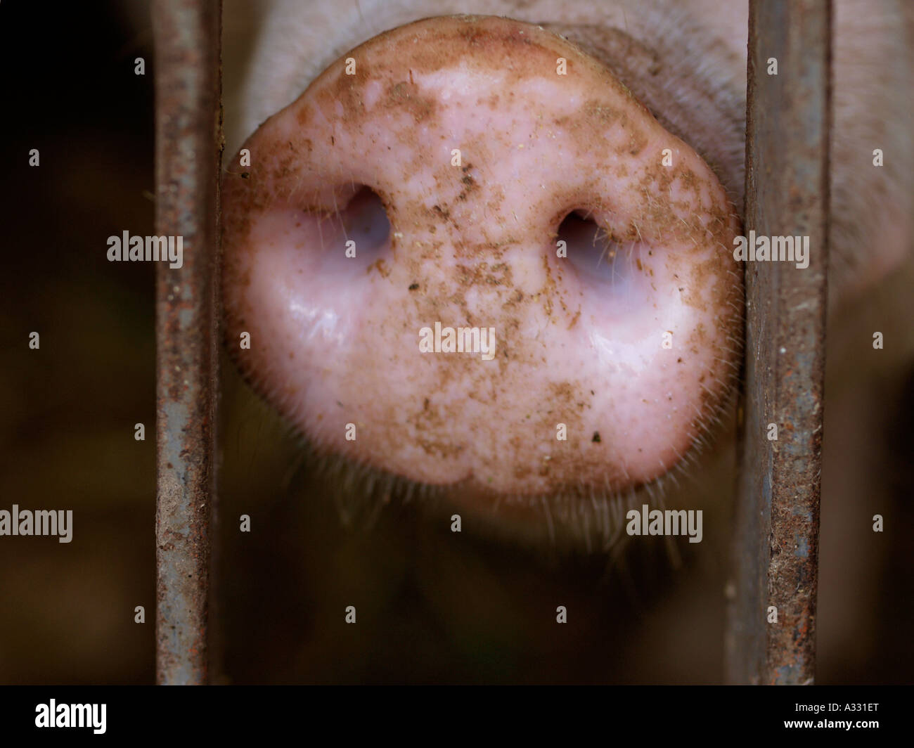 muzzle nose snout of a pig Stock Photo - Alamy