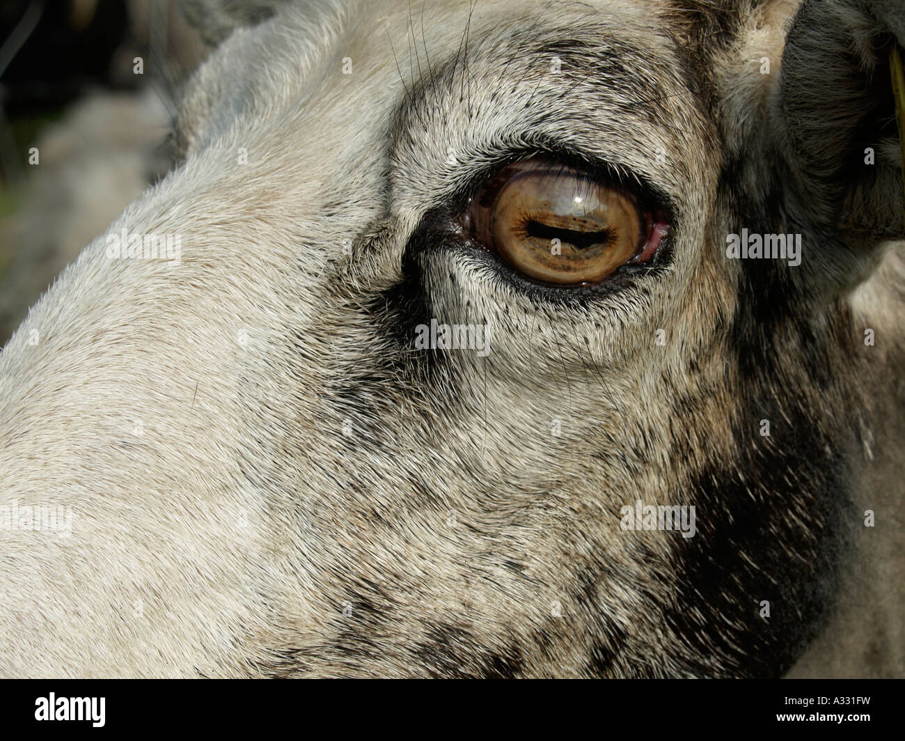 eye of a sheep Stock Photo - Alamy