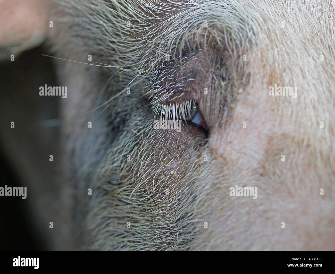 eye of a pig Stock Photo - Alamy