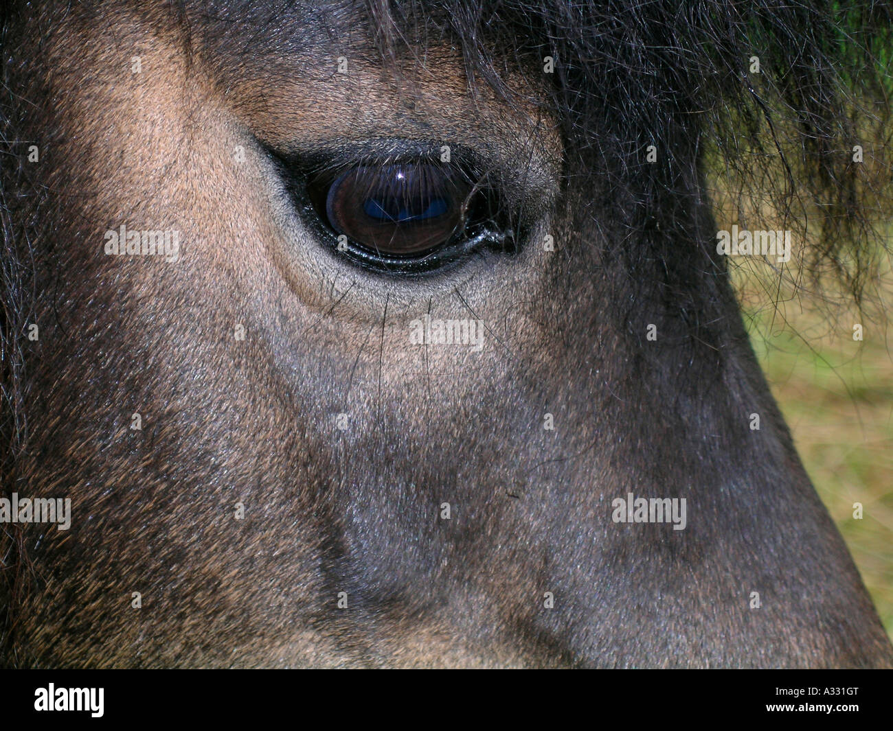 eye of a pony Stock Photo - Alamy