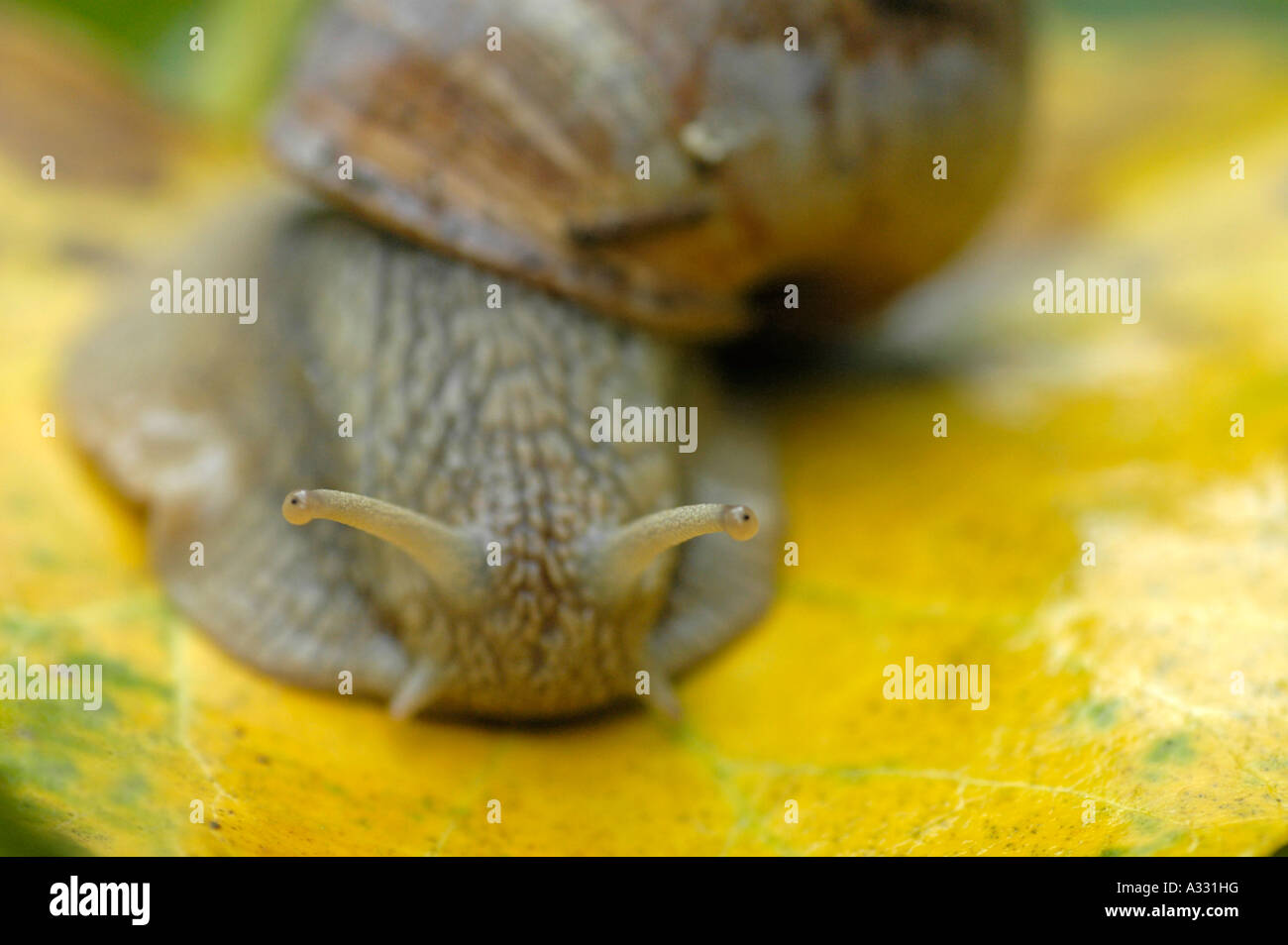 edible snail close up view with visible eyes Stock Photo - Alamy