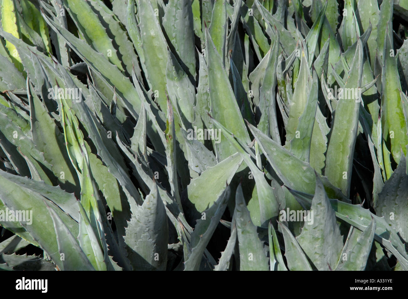Mass Production of Agave americana Blue in Pistoia Italy Stock Photo ...