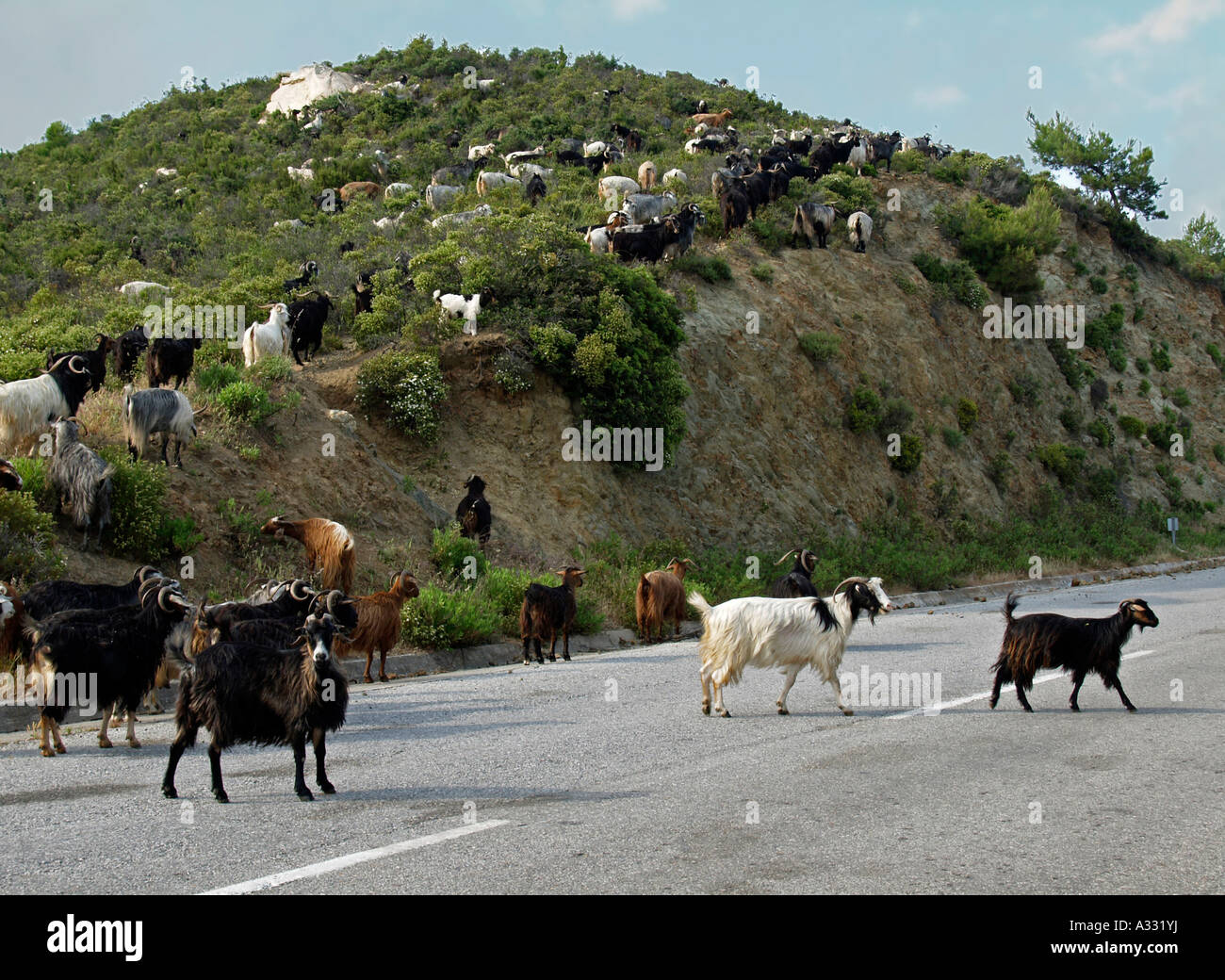 cattle of goats browsing grasing through the landscape on the peninsula ...