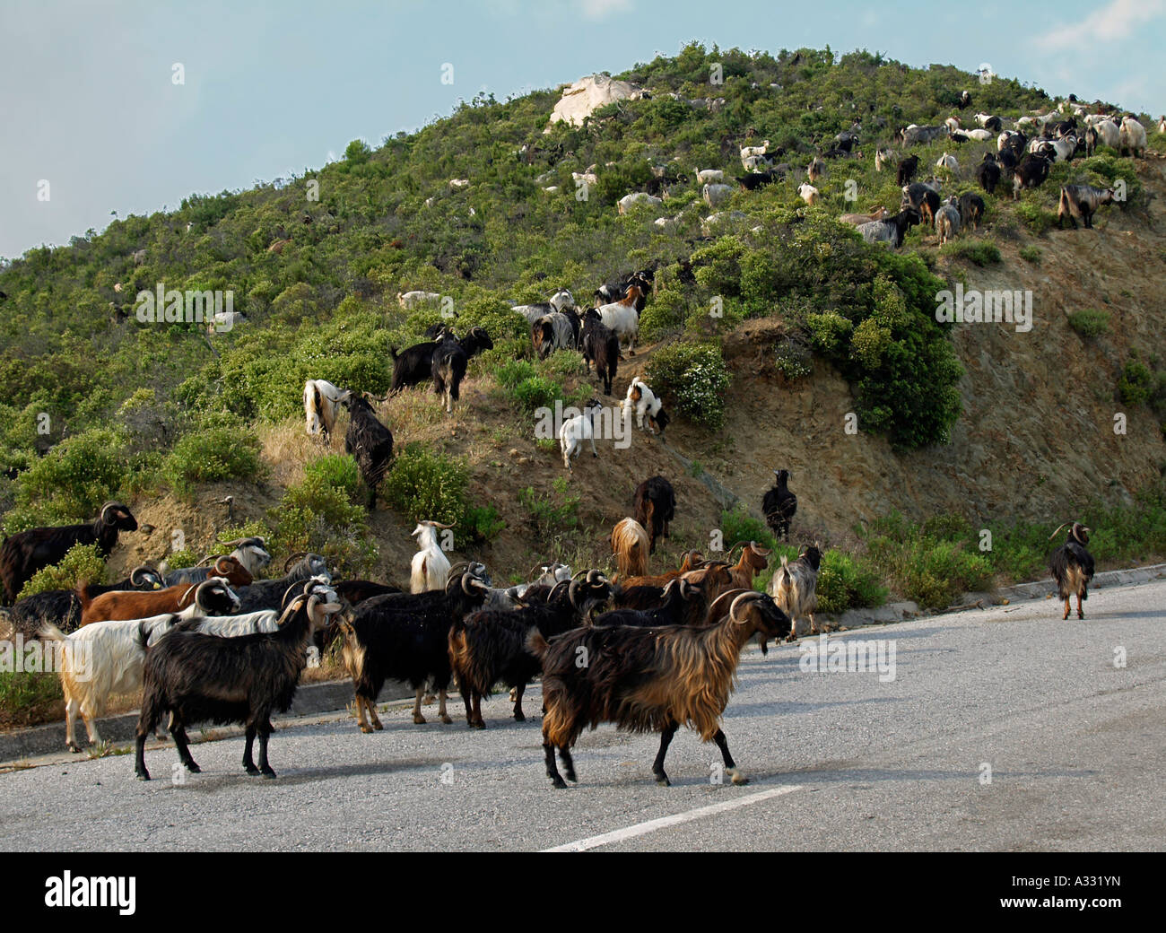 cattle of goats browsing grasing through the landscape on the peninsula ...