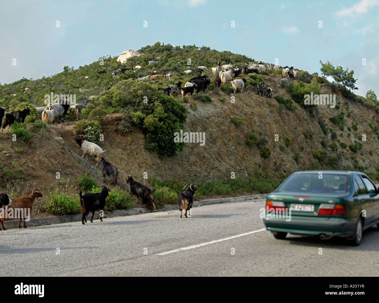 cattle of goats browsing grasing through the landscape on the peninsula ...