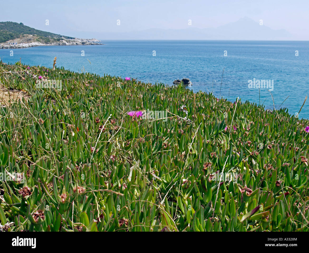 vegetation on the beach of Mediterranean Sea Aegean Sea in Greece ...