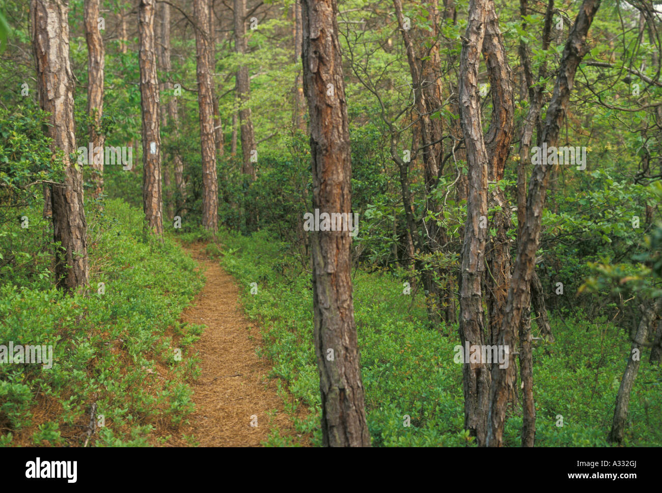Shenandoah National Park Virginia Furnace Mountain Trail in the ...