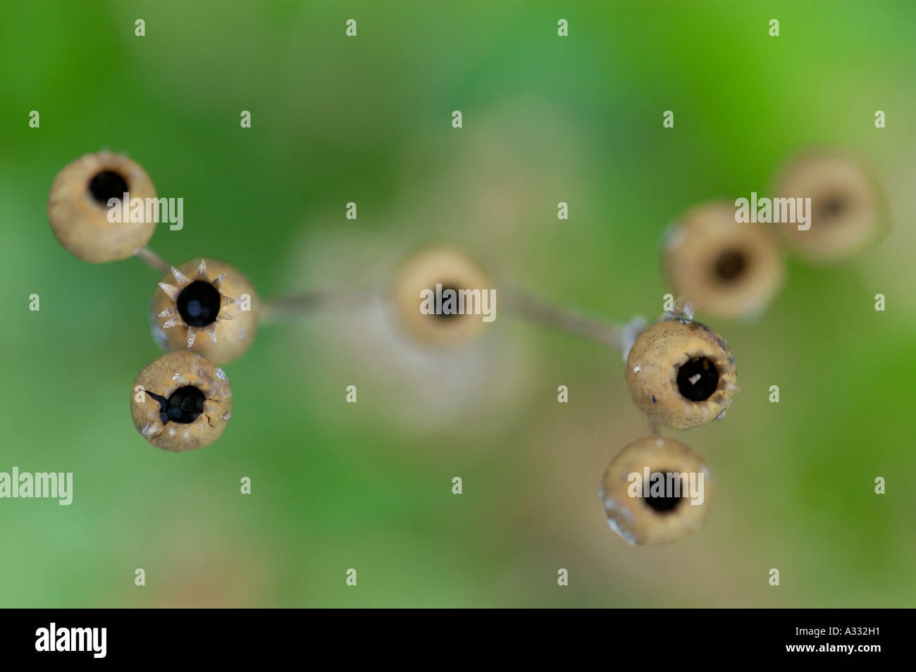 Close up of old dried out seed heads Stock Photo - Alamy