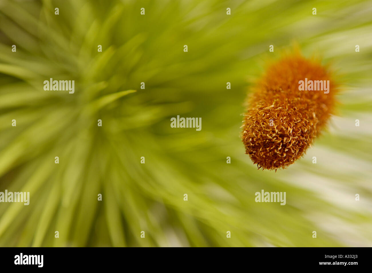 Flower Bud of Xanthorea glauca, the Australian Black Boy Stock Photo ...