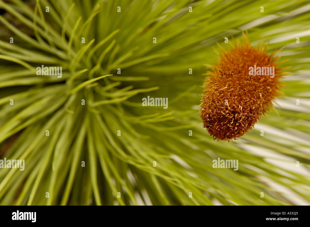 Flower Bud of Xanthorea glauca, the Australian Black Boy Stock Photo ...
