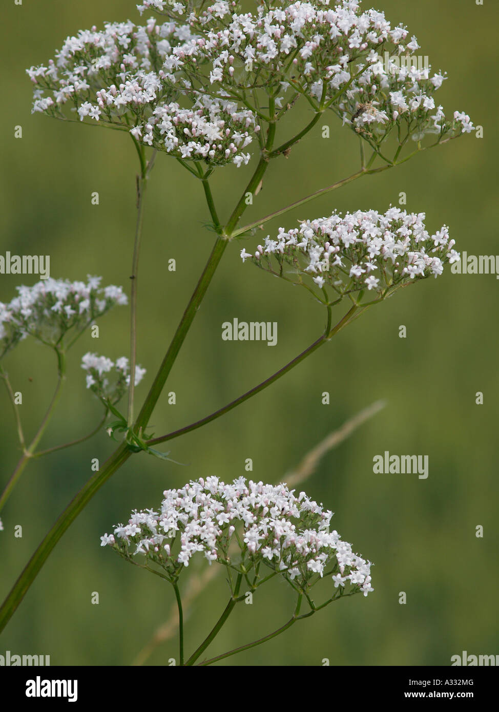 bloomer blooming valerian Valeriana officinalis Stock Photo - Alamy