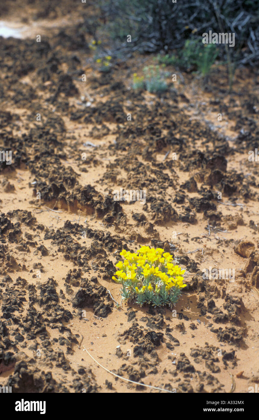 Cryptobiotic hi-res stock photography and images - Alamy