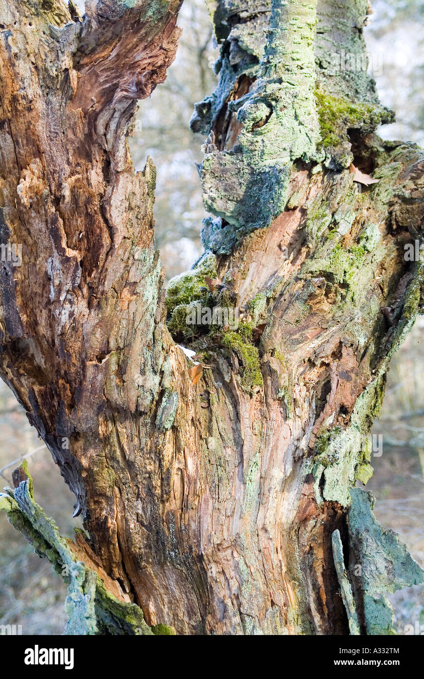 Old dying hi-res stock photography and images - Alamy