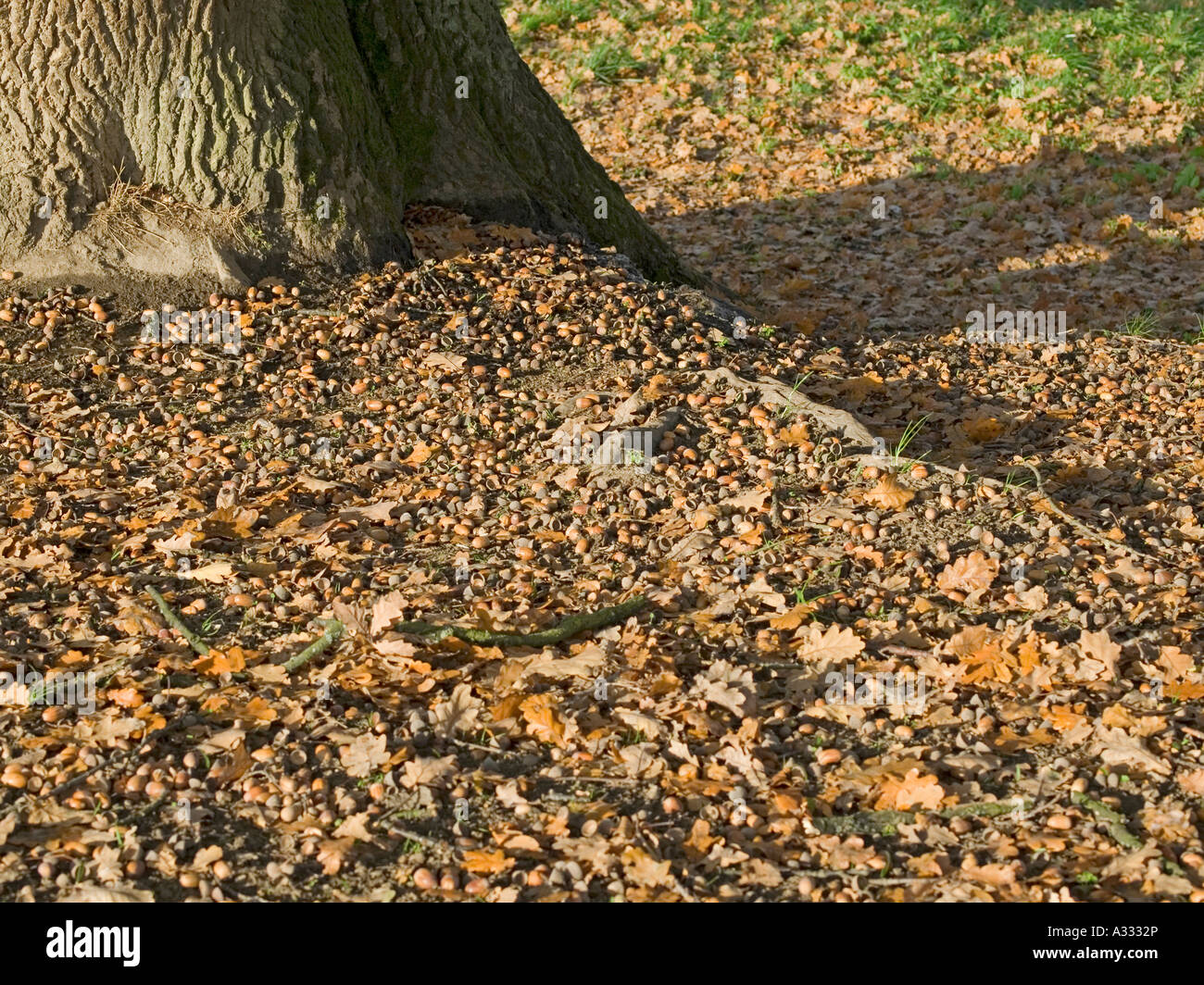 acorns and withered leaves on the ground under an oak tree Stock Photo ...