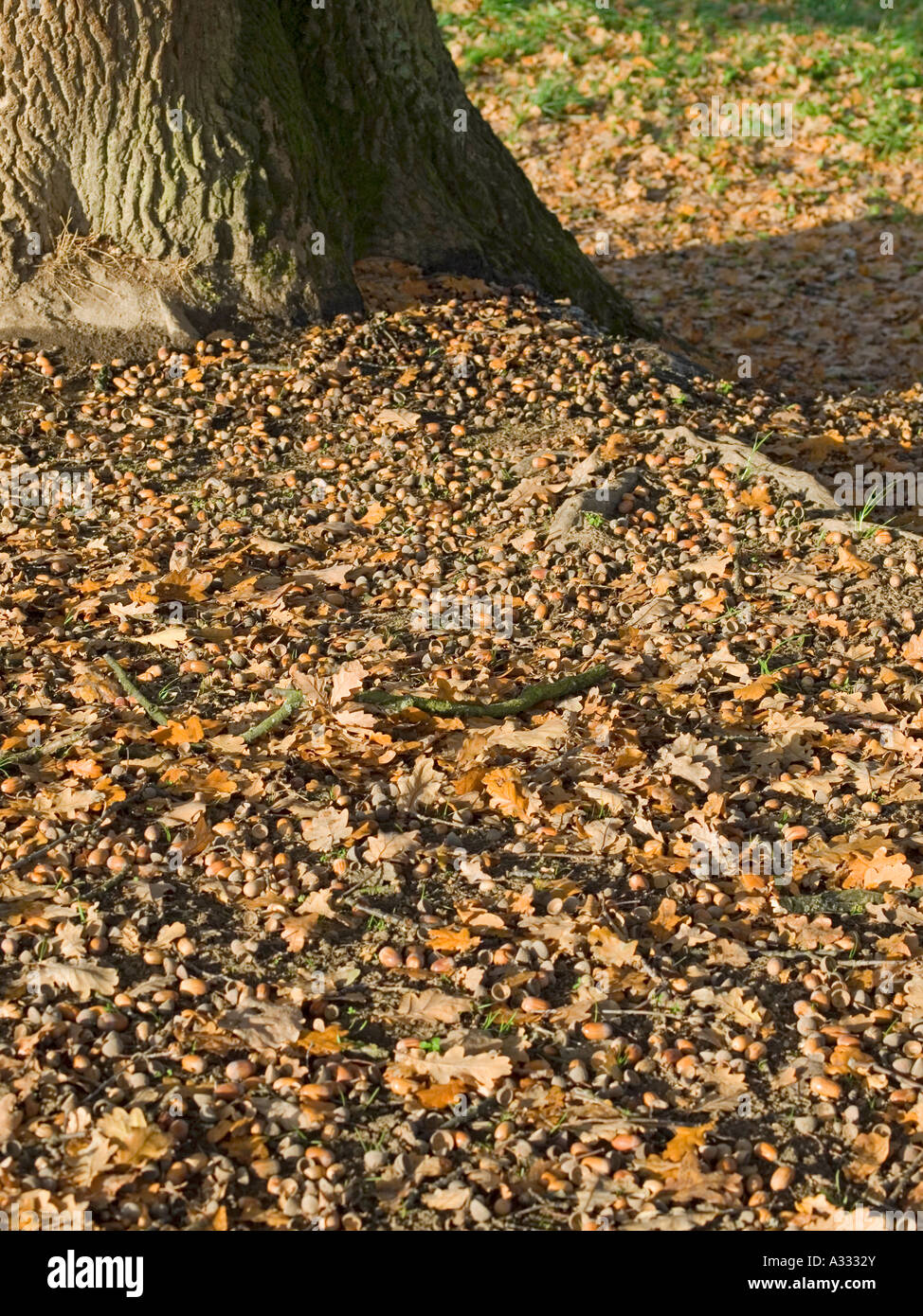 acorns and withered leaves on the ground under an oak tree Stock Photo ...