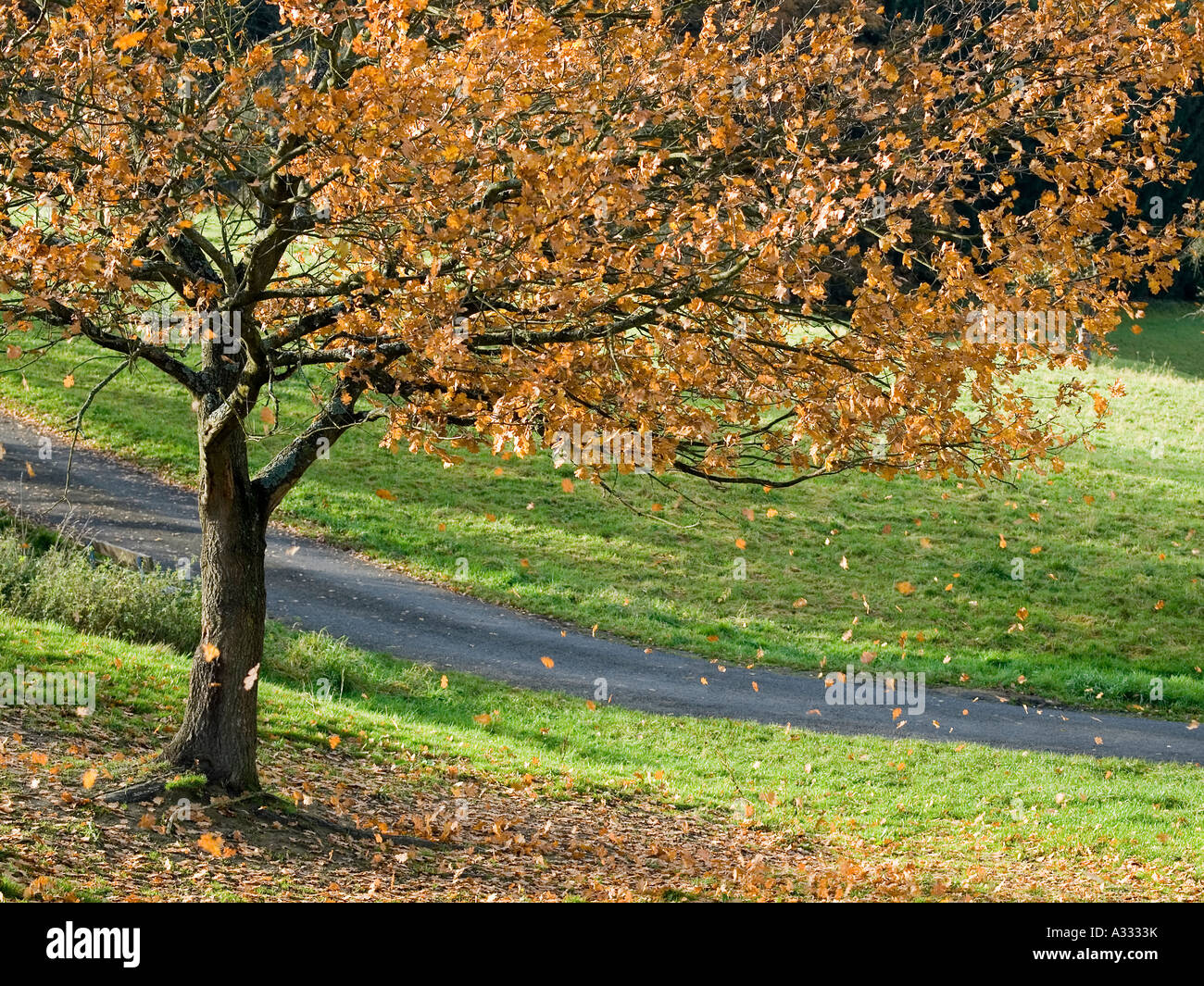 Wind carried hi-res stock photography and images - Alamy