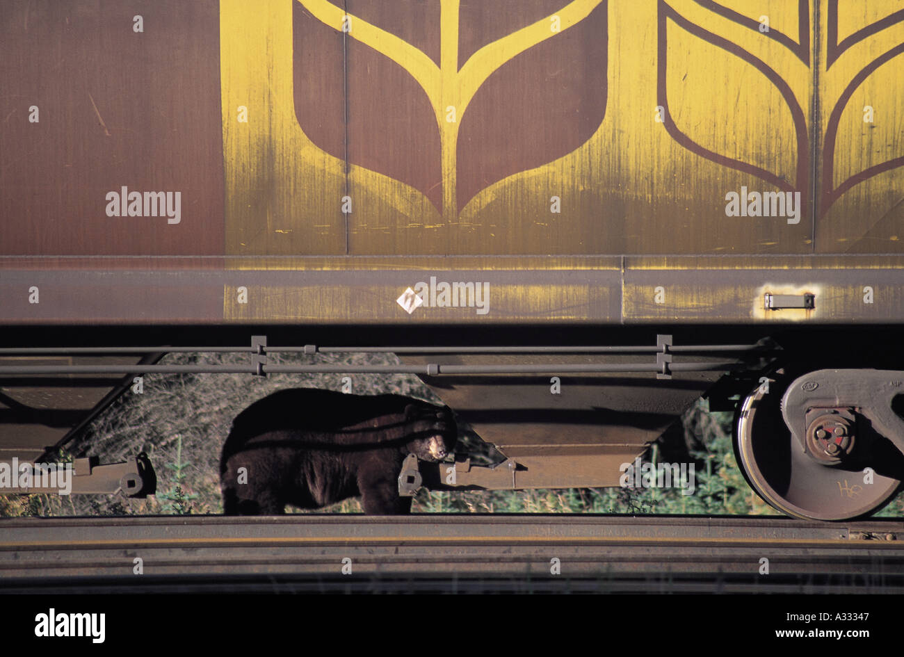 Bear train canada hi-res stock photography and images - Alamy