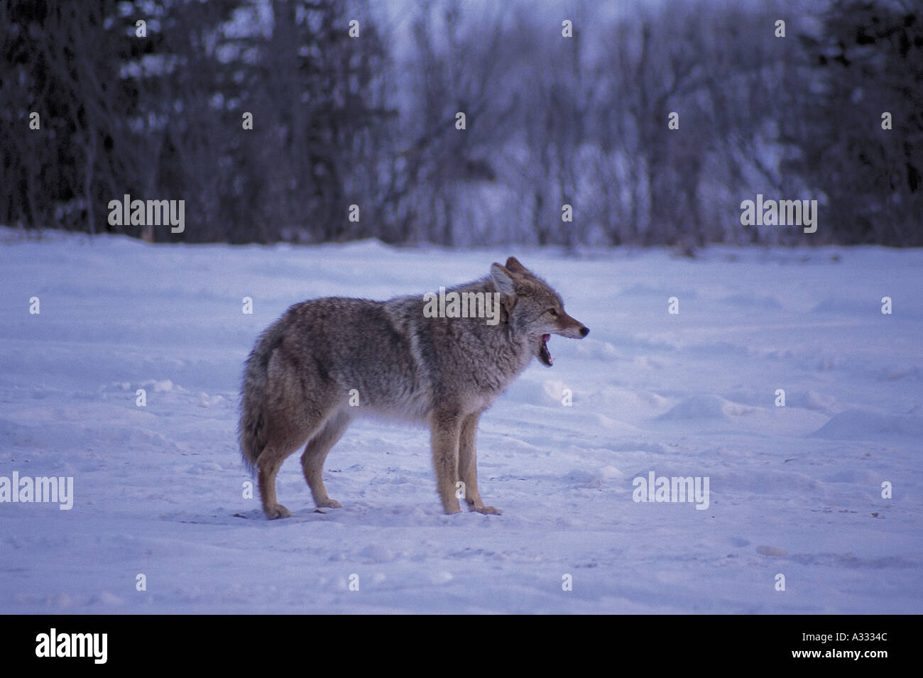 Banff coyote hi-res stock photography and images - Alamy